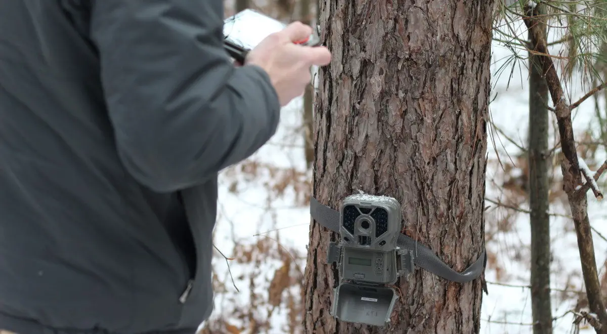 How Often Should You Check Trail Cameras? – Trail Cam Junkie