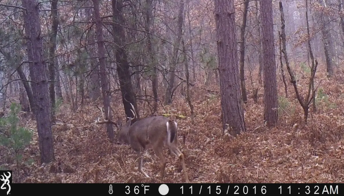 How To Score A Buck From A Trail Camera Photo – Trail Cam Junkie