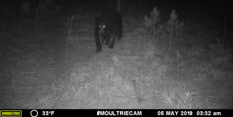 Bear Proofing Trail Cameras in 6 easy steps – Trail Cam Junkie