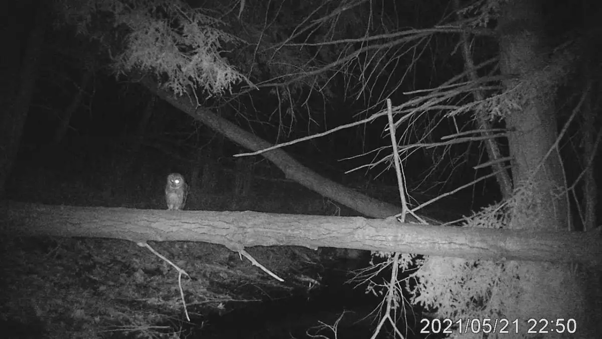 Wildgame Innovations Switch Trail Camera Review – Trail Cam Junkie