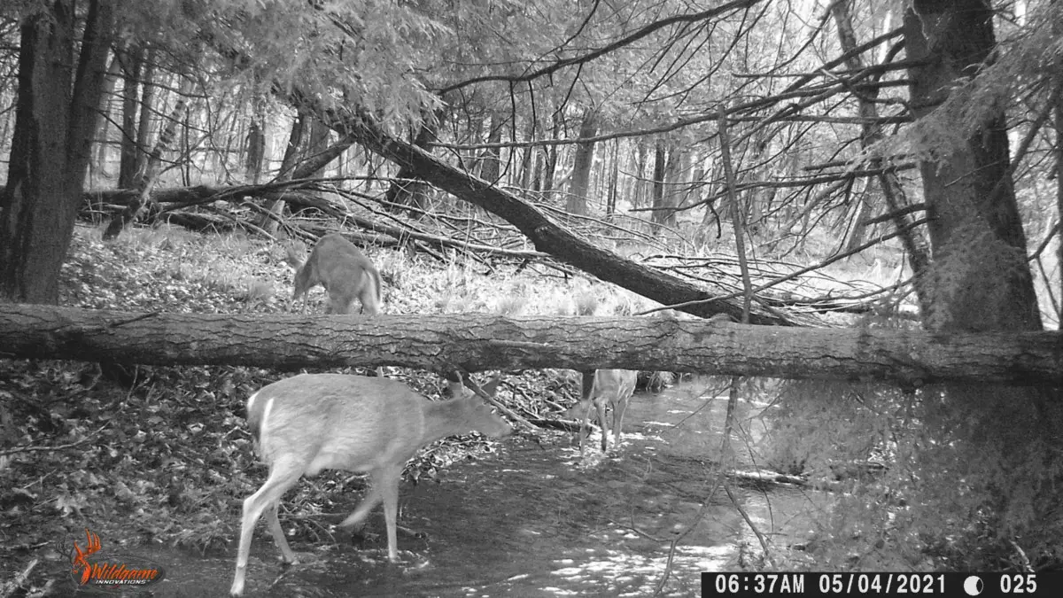 Wildgame Innovations Switch Trail Camera Review – Trail Cam Junkie