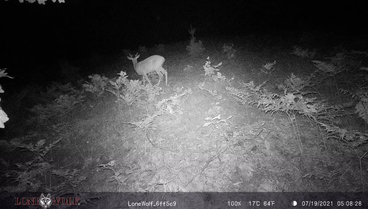 Complete Review Of The Lone Wolf Undercover Trail Camera – Trail Cam Junkie