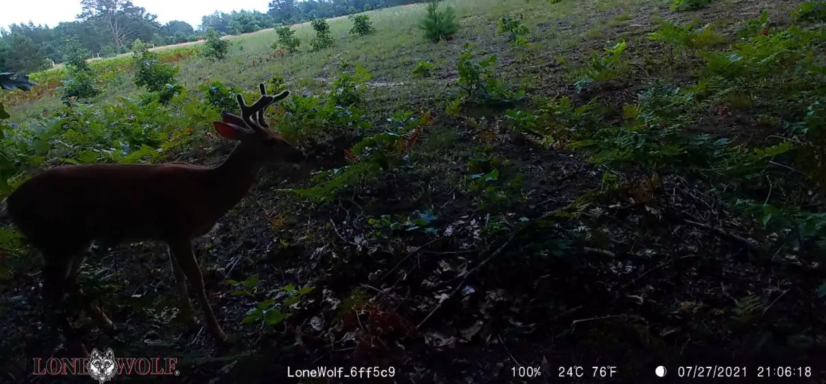 Complete Review Of The Lone Wolf Undercover Trail Camera – Trail Cam Junkie